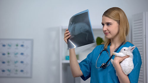 Common Diseases of Pet Rabbits: Santa Cruz Veterinary Clinic