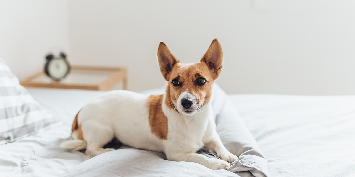 Symptoms of Anemia in Dogs: 12 Signs Dog Owners Must Know