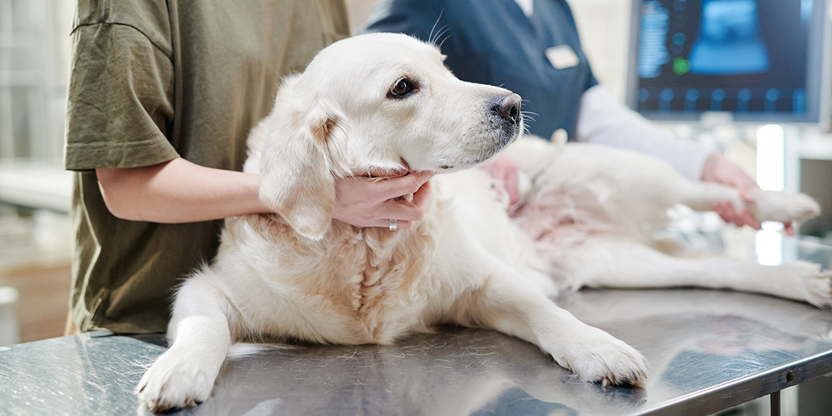 Hard Lump Vs Soft Lump On Dog Neck Infoupdate Hard Lump Vs Soft Lump On Dog Neck Infoupdate