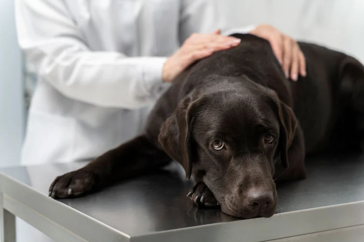 5 Common Pet Health Issues in Tucson and How to Prevent Them - Santa ...